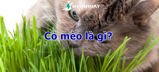 Cỏ mèo là gì? Mọi điều về cỏ mèo bạn biết chưa - Nhanh Hay